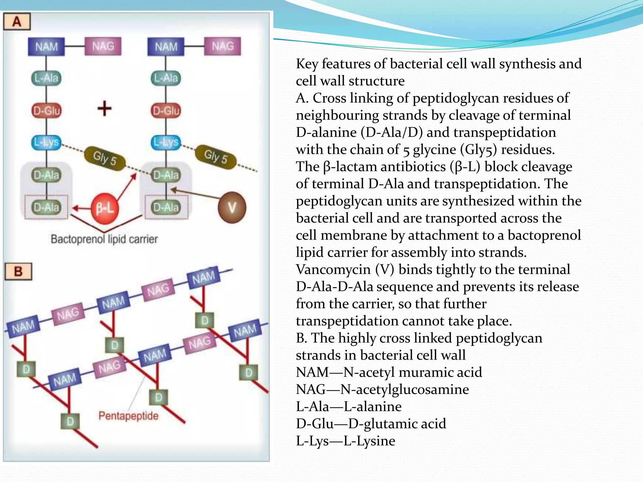 Beta lactam antibiotics | PPTX