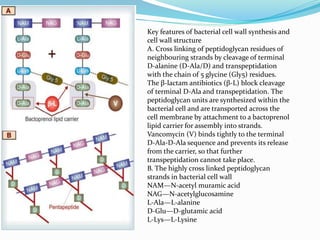 Beta lactam antibiotics | PPTX