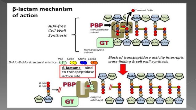 Beta lactam antibiotics & other cell wall synthesis inhibitors | PPT