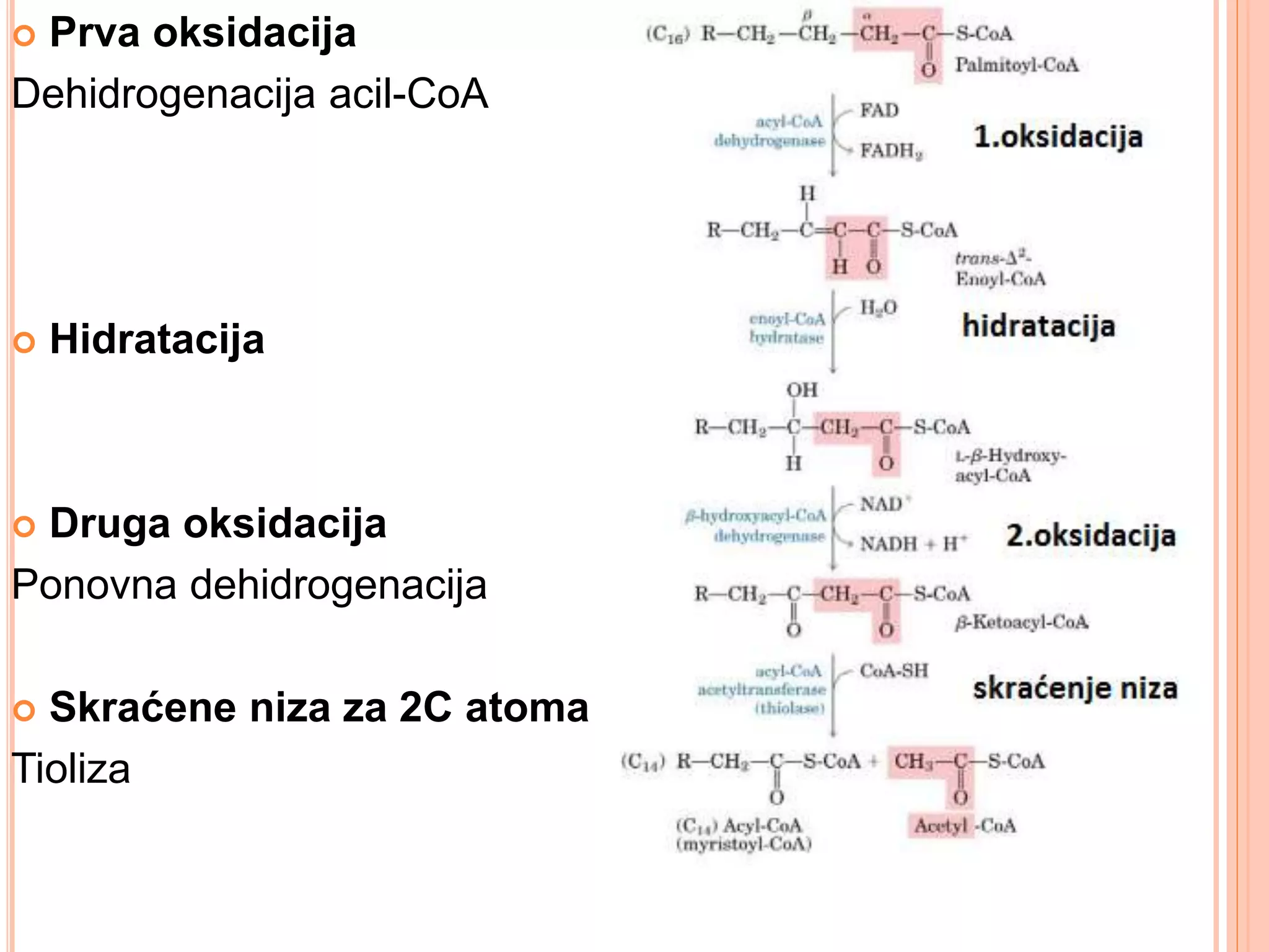 Beta-oksidacija masnih kis. | PPTX