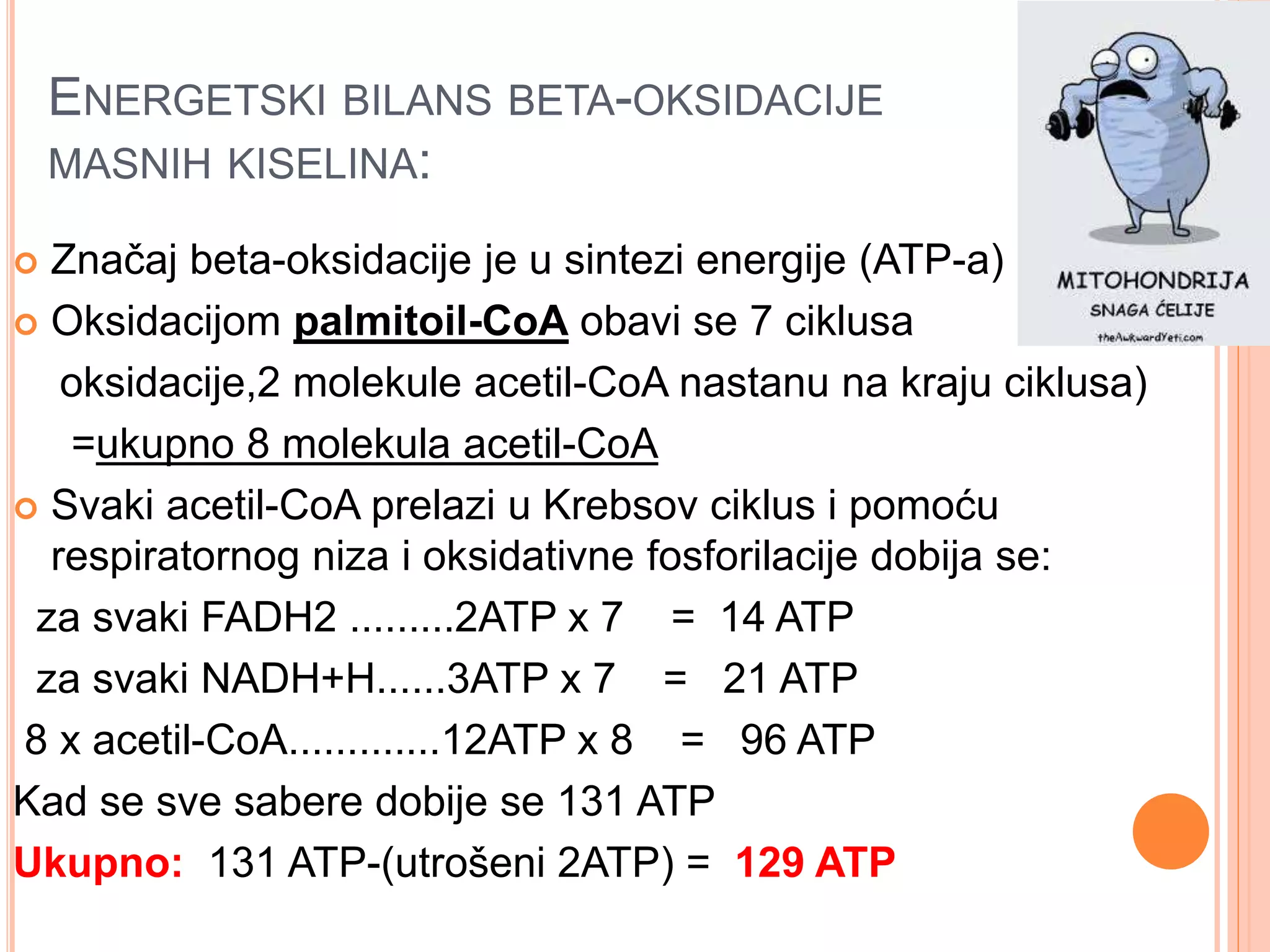 Beta-oksidacija masnih kis. | PPTX