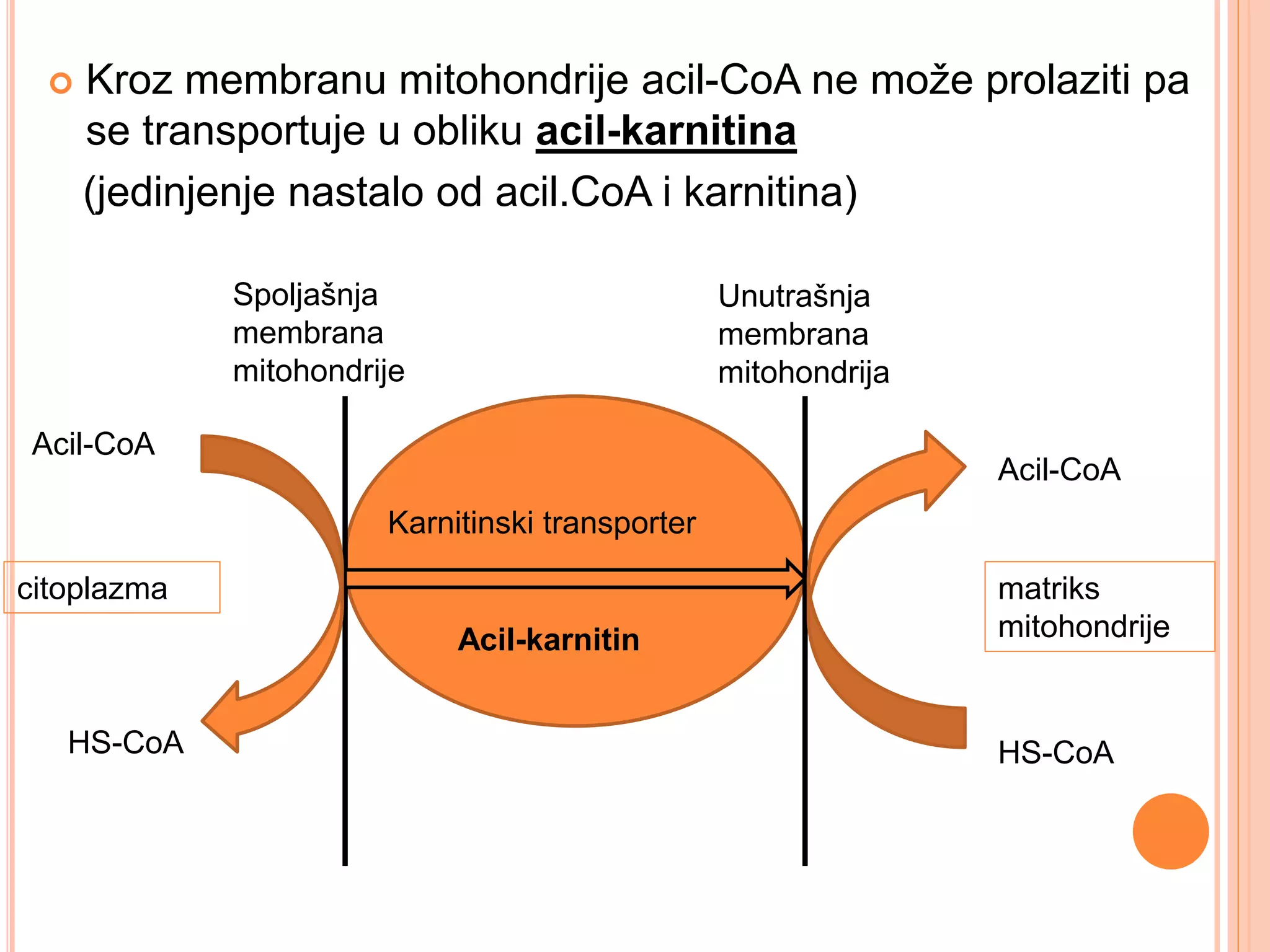 Beta oksidacija masnih kis. | PPTX
