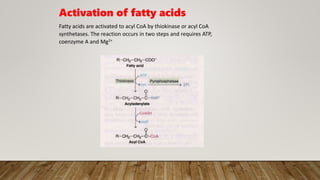 Beta oxidation | PPT