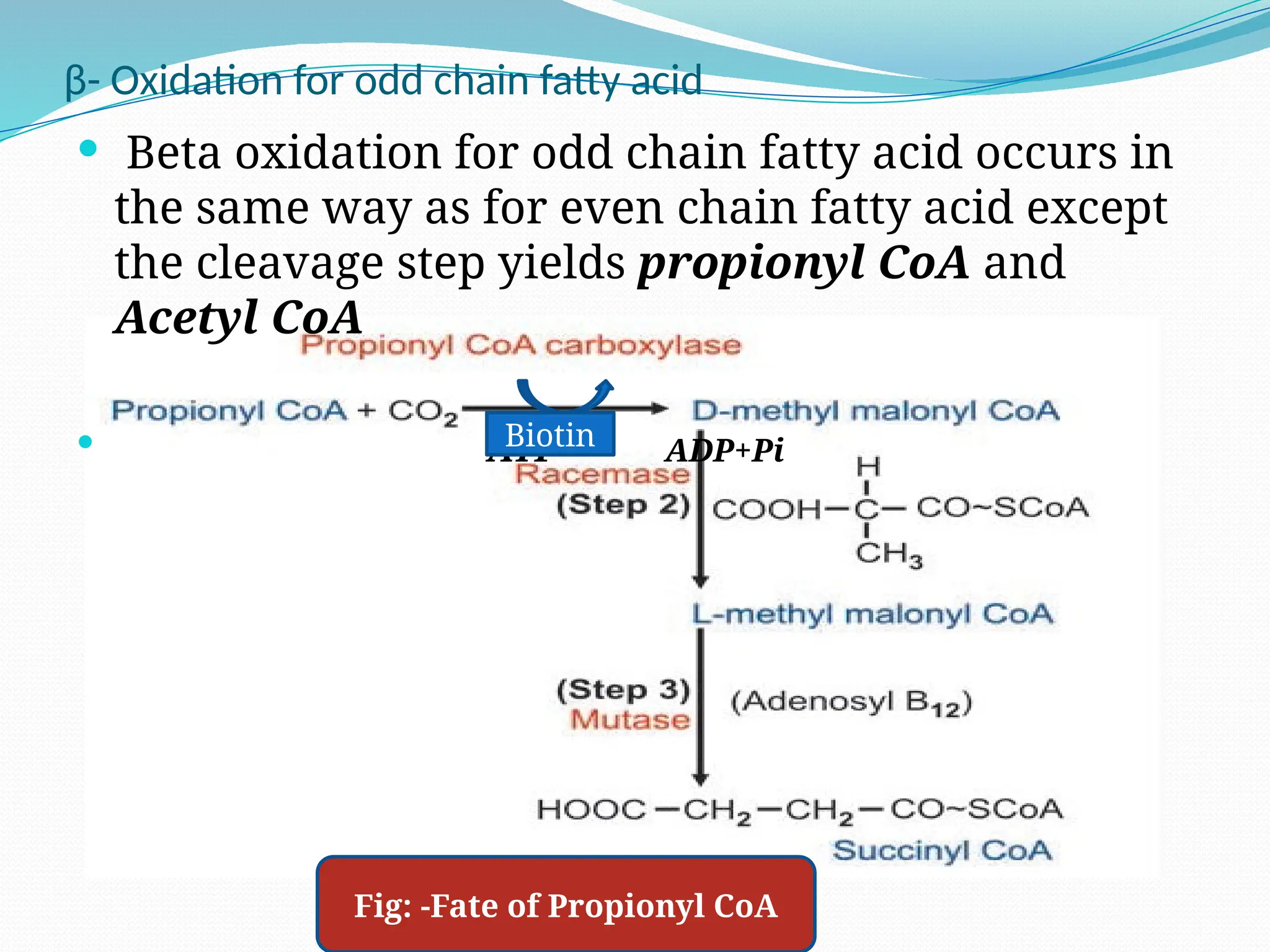 Beta- oxidation of fatty acids and siginicance.pptx