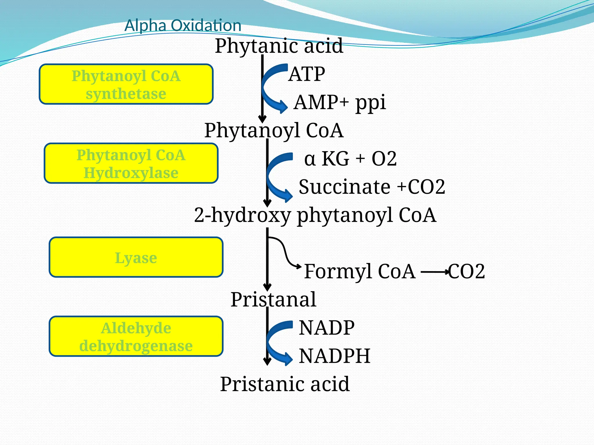 Beta- oxidation of fatty acids and siginicance.pptx