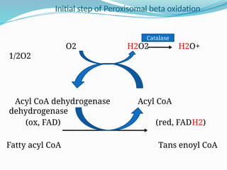 Beta- oxidation of fatty acids and siginicance.pptx
