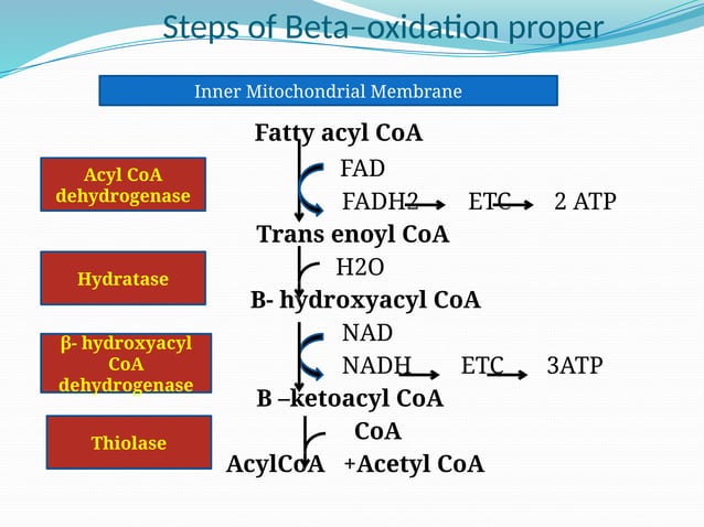Beta- oxidation of fatty acids and siginicance.pptx
