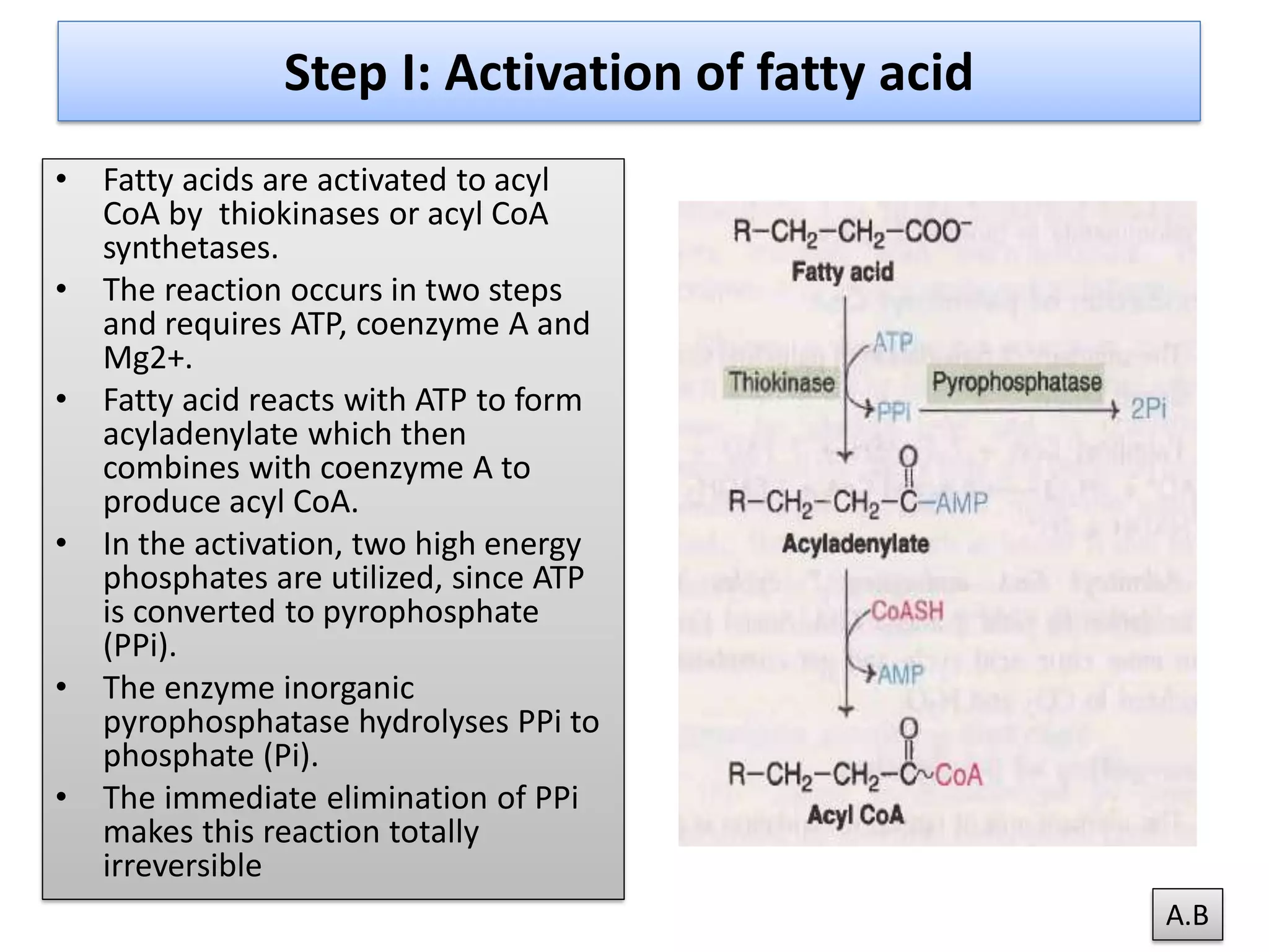 Beta oxidation of fatty acid | PDF