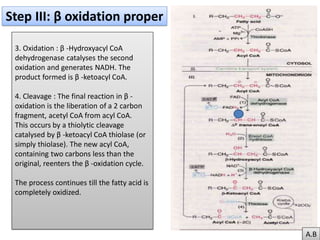 Beta oxidation of fatty acid | PDF