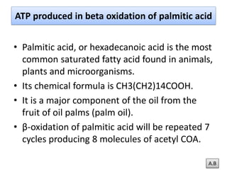 Beta oxidation of fatty acid | PDF