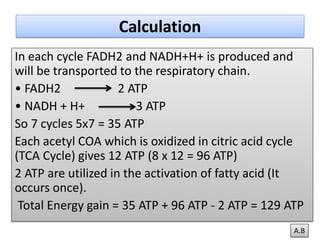Beta oxidation of fatty acid | PDF