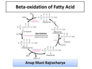 Beta Oxidation Pathway