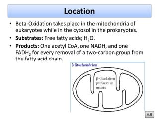 Beta Oxidation Pathway Products