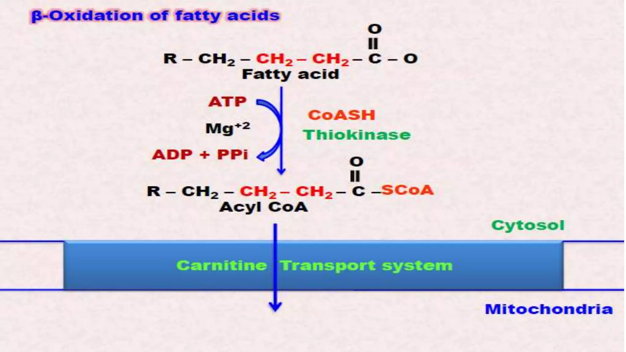 Beta oxidation of fatty acids | PPTX | Chemistry | Science