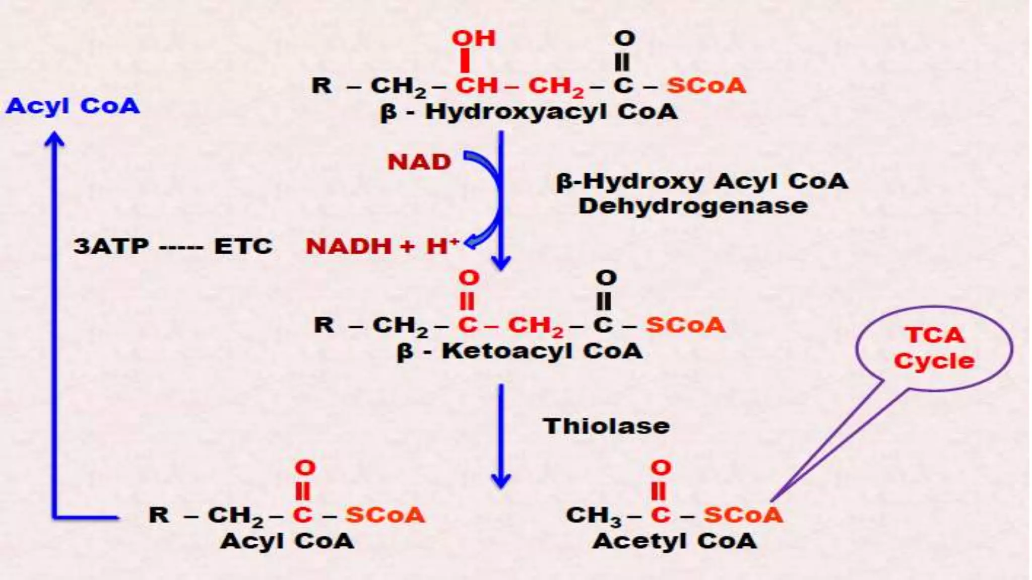 Beta oxidation of fatty acids | PPTX | Chemistry | Science