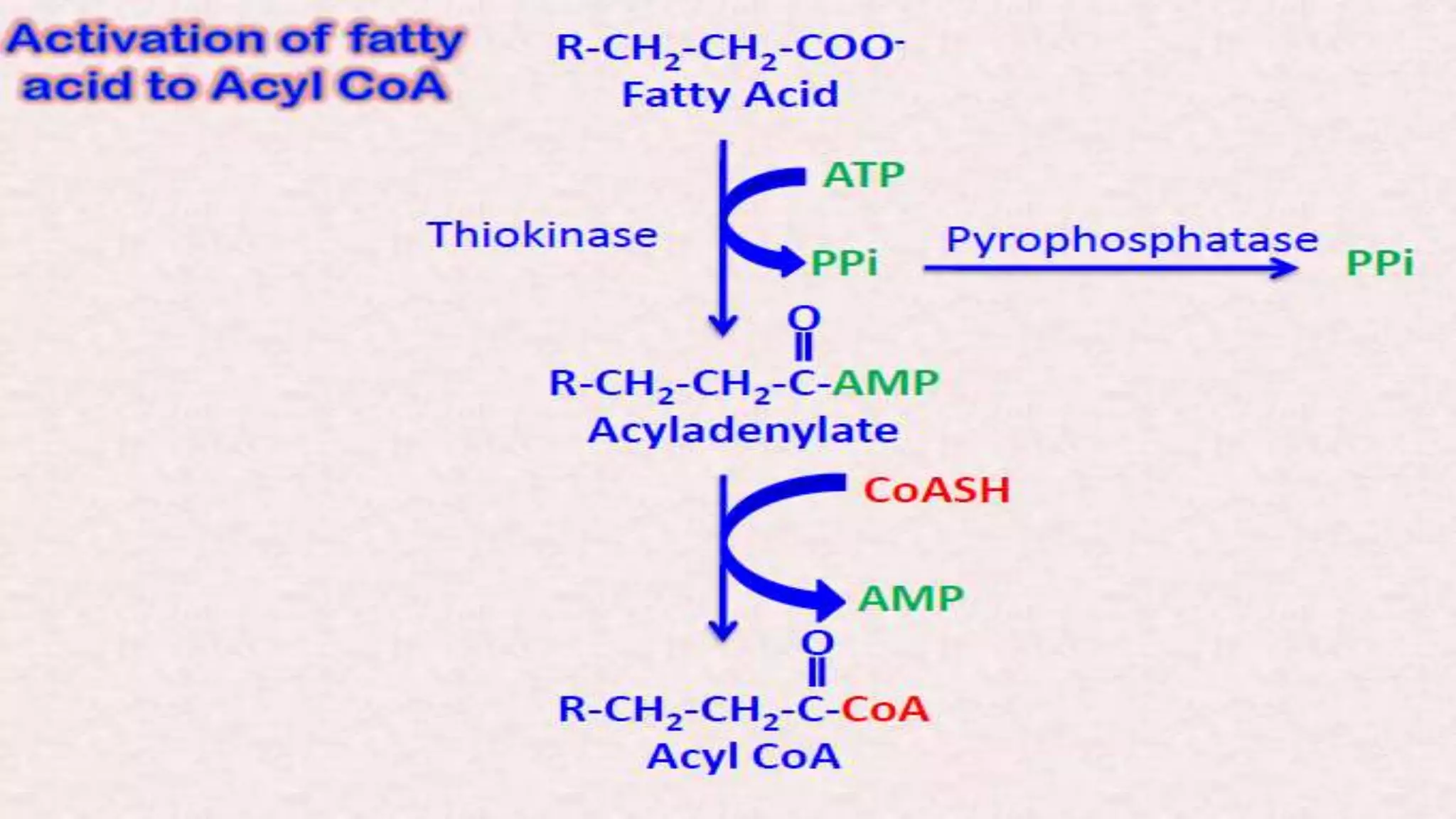 Beta oxidation of fatty acids | PPTX | Chemistry | Science