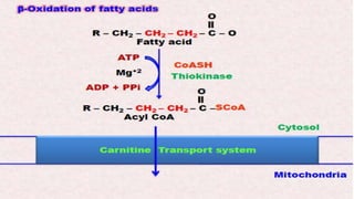 Beta oxidation of fatty acids | PPTX