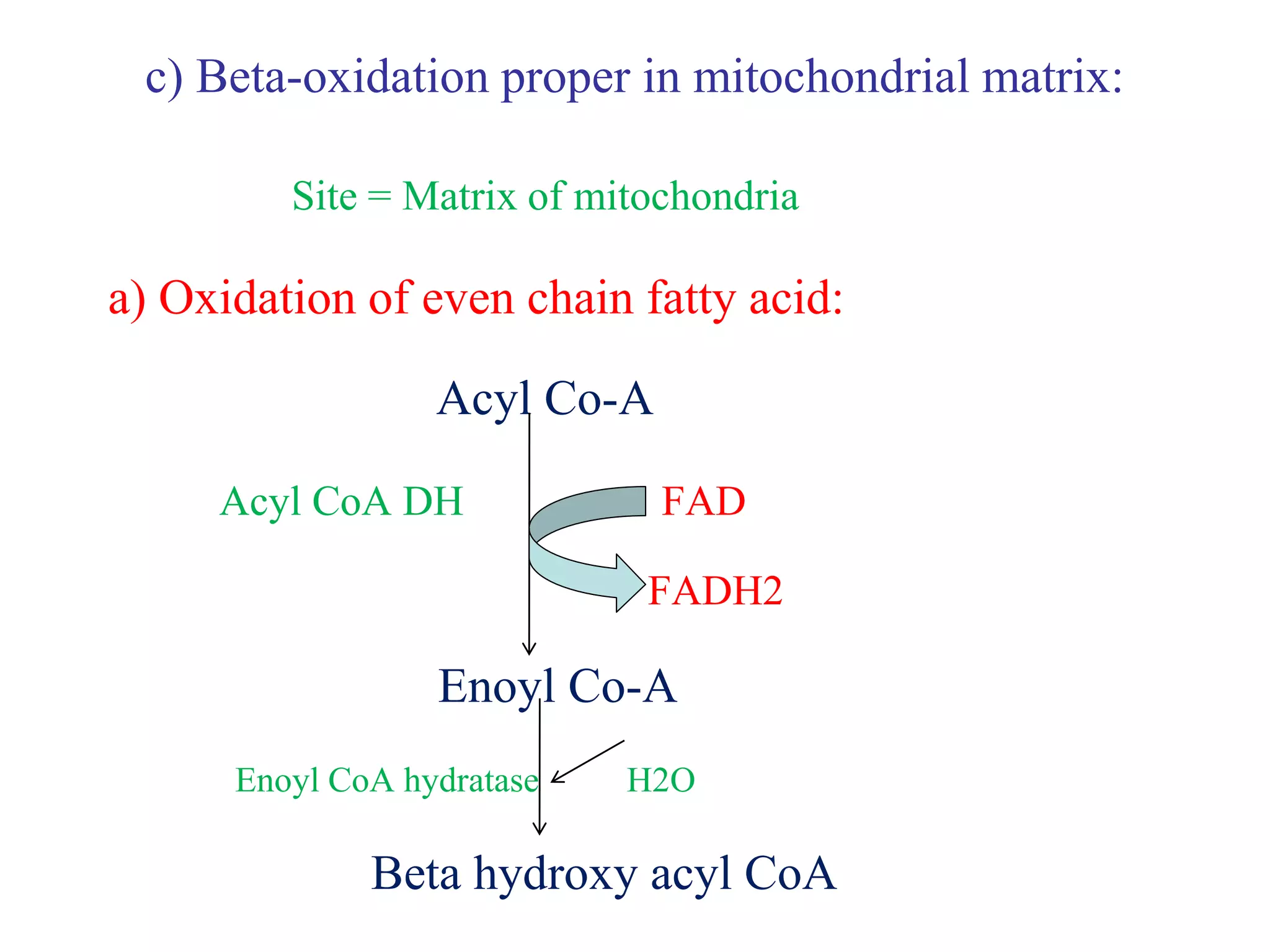 Beta-oxidation of fatty acids.ppt