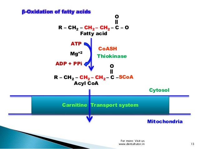 Beta oxidation of fatty acids