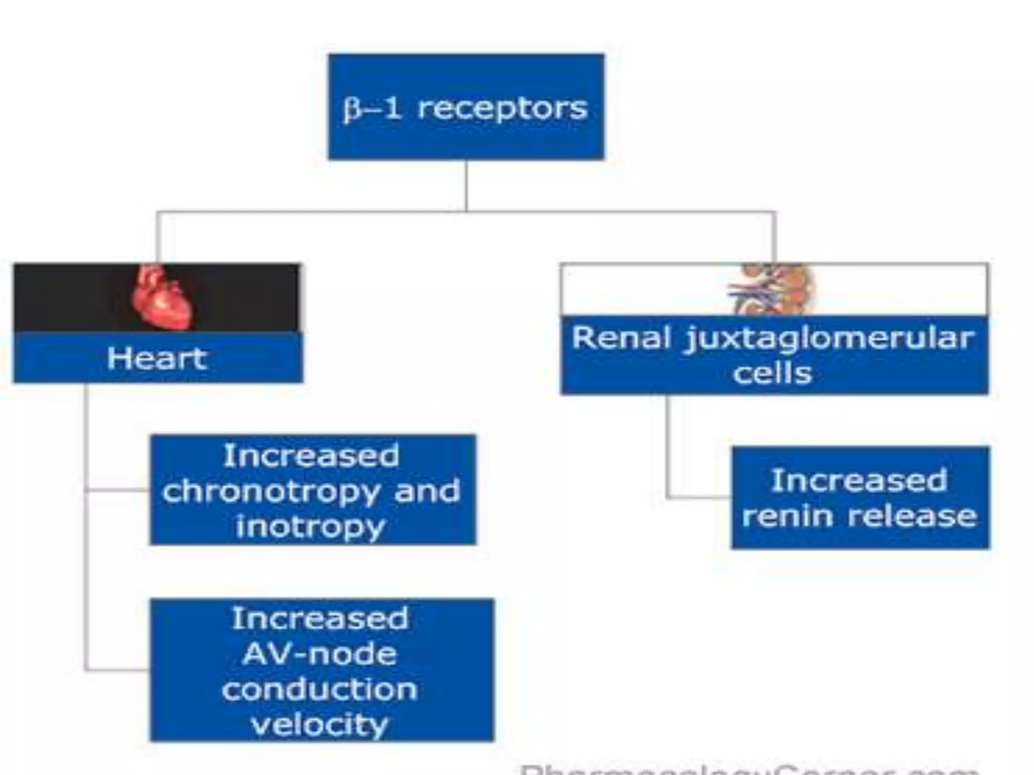 Beta blockers | PPTX