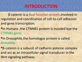 Beta catenin final | PPT