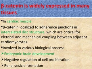 Beta catenin final | PPT