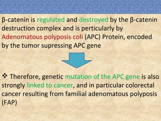Beta catenin final | PPT