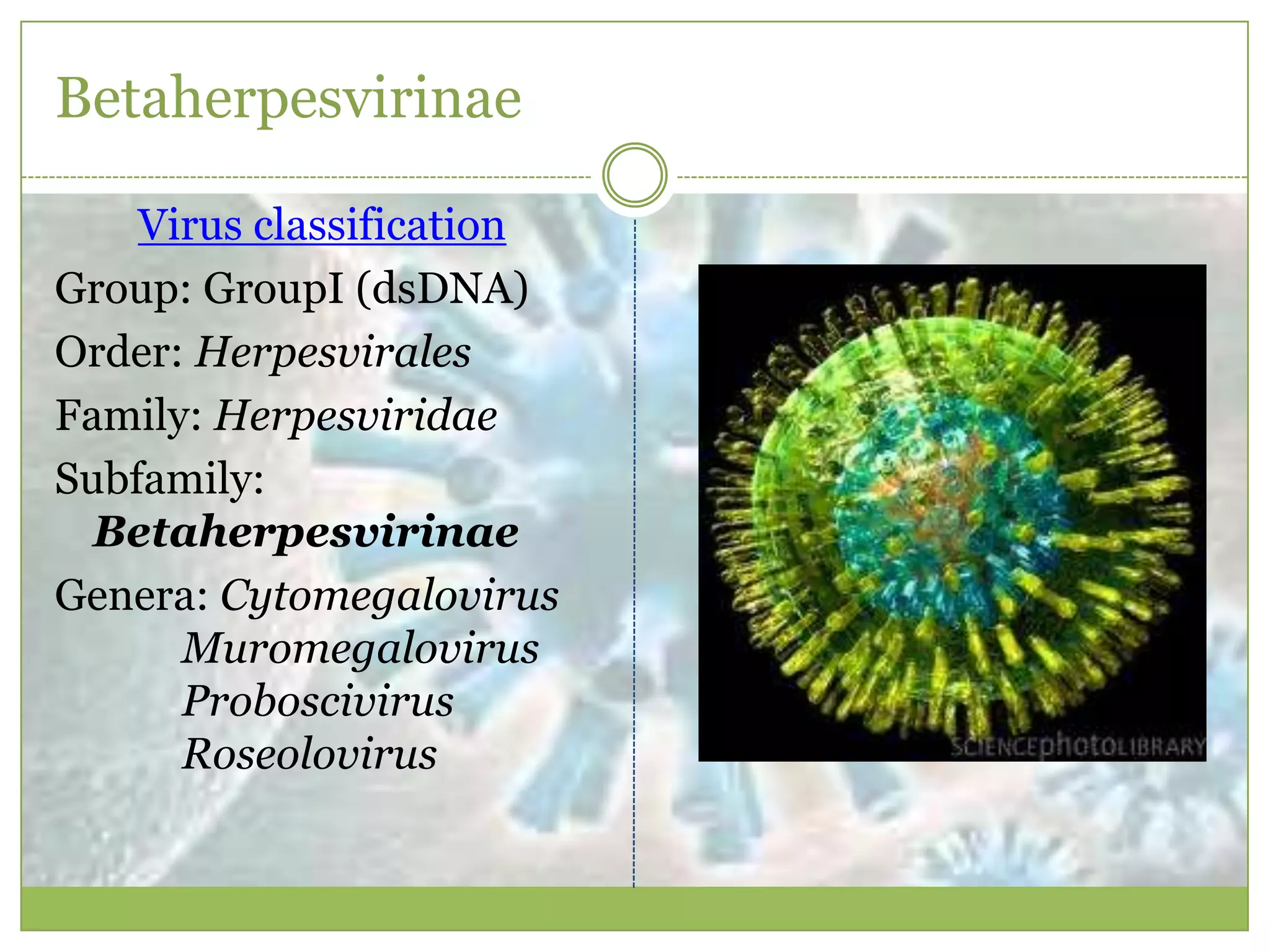 Beta & gamma herpesvirinae | PPTX