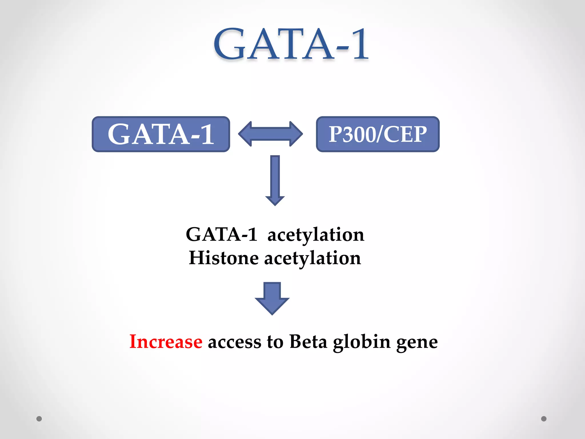 Beta Globin Gene Cluster | PPTX