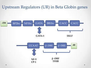 Beta Globin Gene Cluster | PPTX