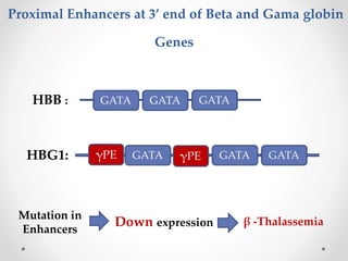 Beta Globin Gene Cluster | PPTX