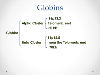 Beta Globin Gene Cluster | PPTX