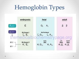 Beta Globin Gene Cluster | PPTX