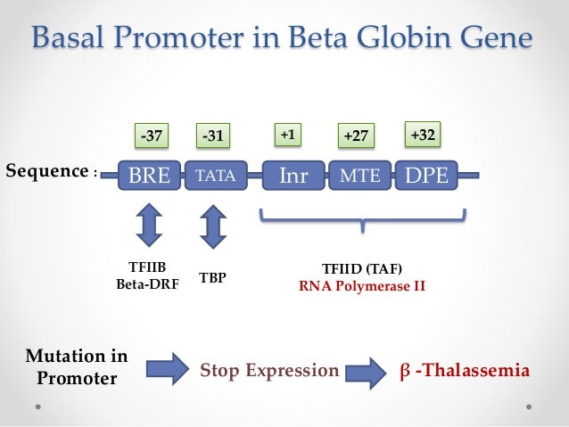 Beta Globin Gene Cluster