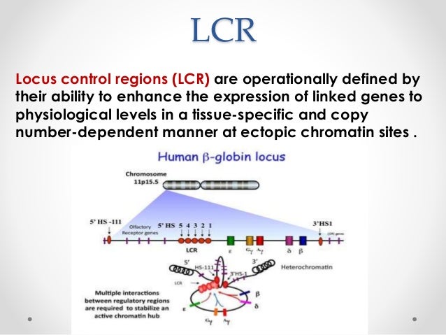Beta Globin Gene Cluster