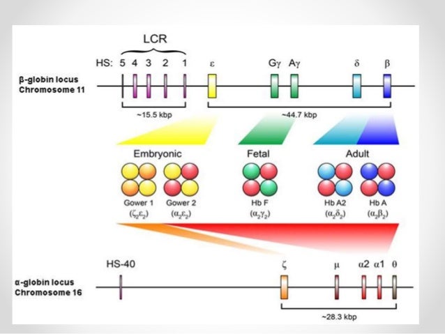 Beta Globin Gene Cluster