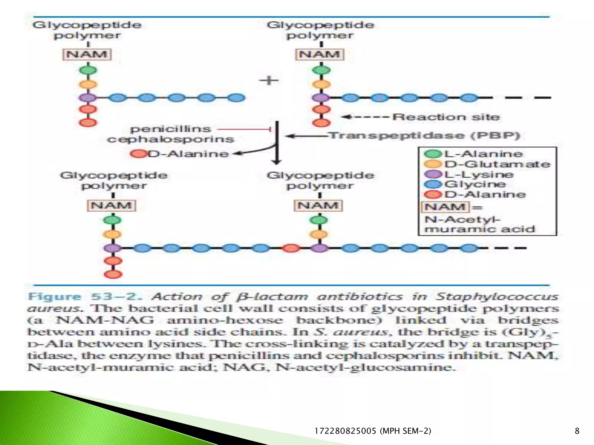 Beta lactams antibiotics & beta lactamase inhibitors | PPTX