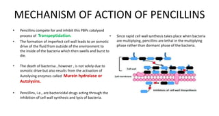 Beta lactam antibiotics | PPT