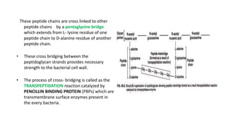 Beta lactam antibiotics | PPT