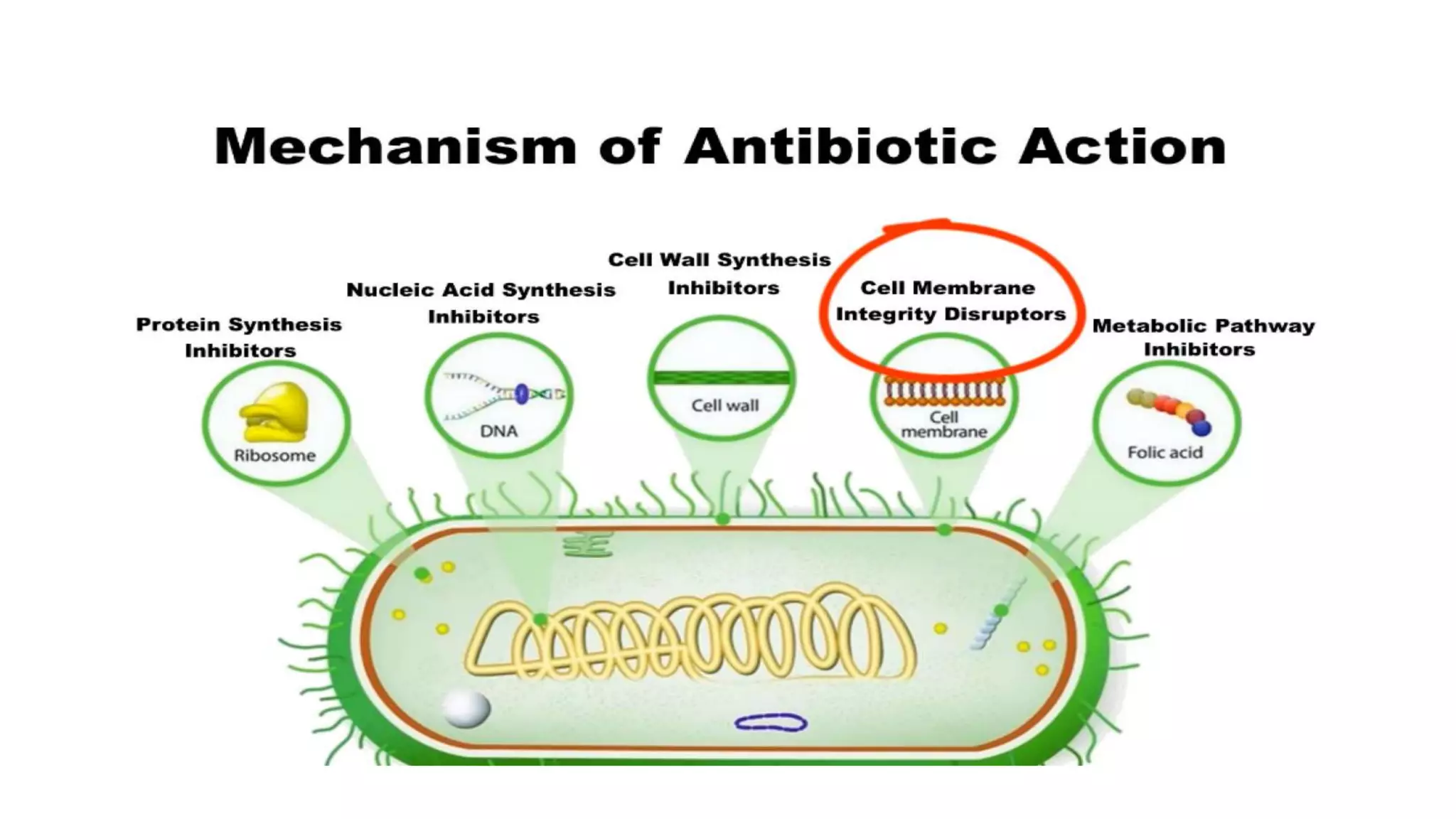 Beta lactam antibiotics | PPTX