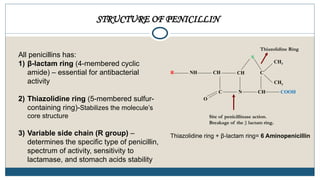 Beta-Lactam Antibiotics Essentials Notes | PPSX