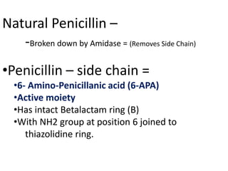 Beta_Lactam_Antibiotics1.ppt