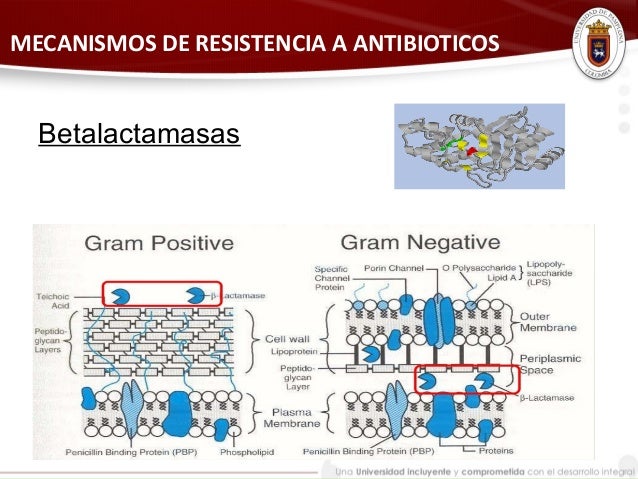 Betalactamasas expo...