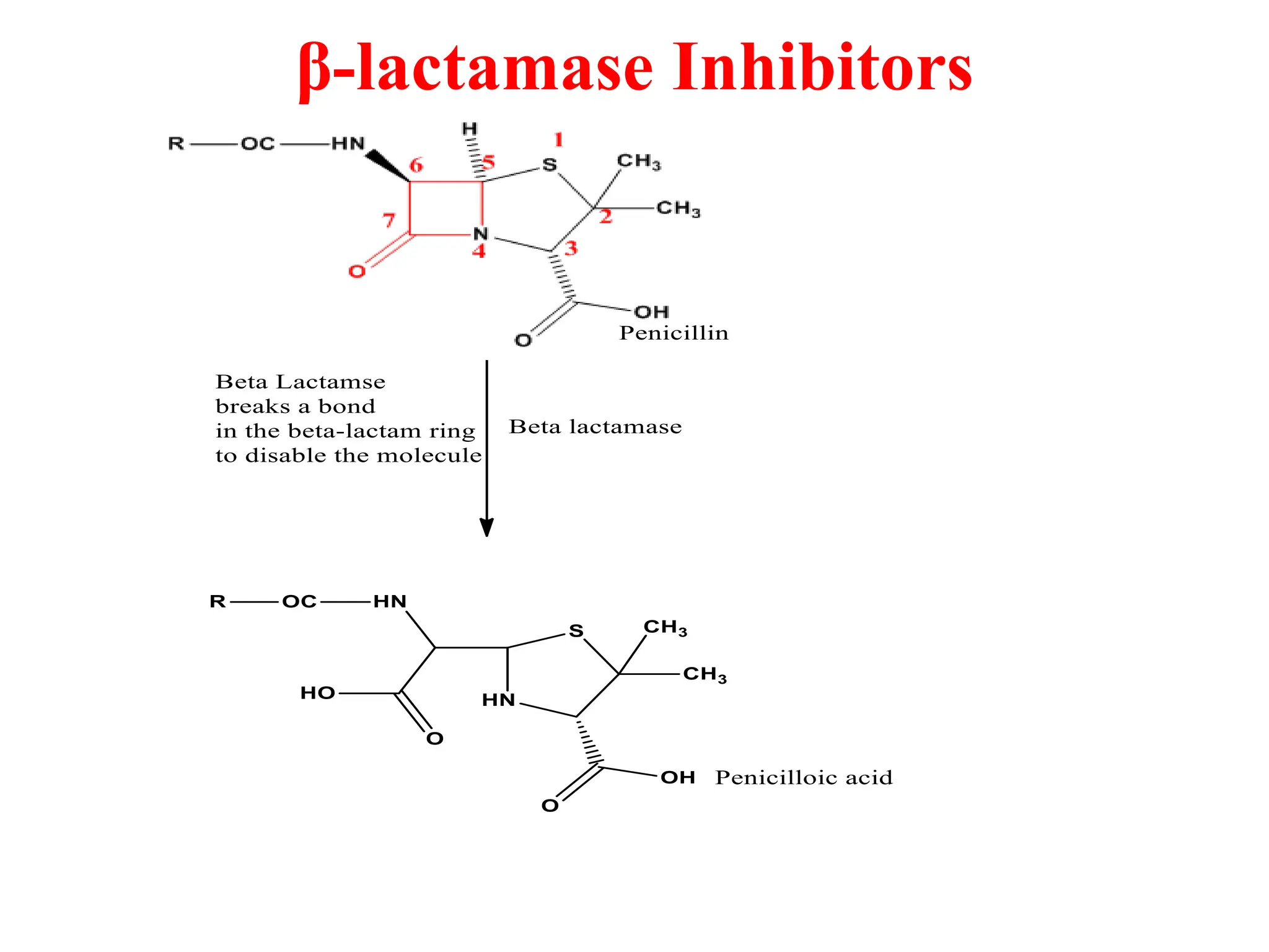 beta lactamase inhibitors of b.pharm 6th sem | PPT