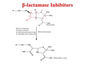 beta lactamase inhibitors of b.pharm 6th sem | PPT