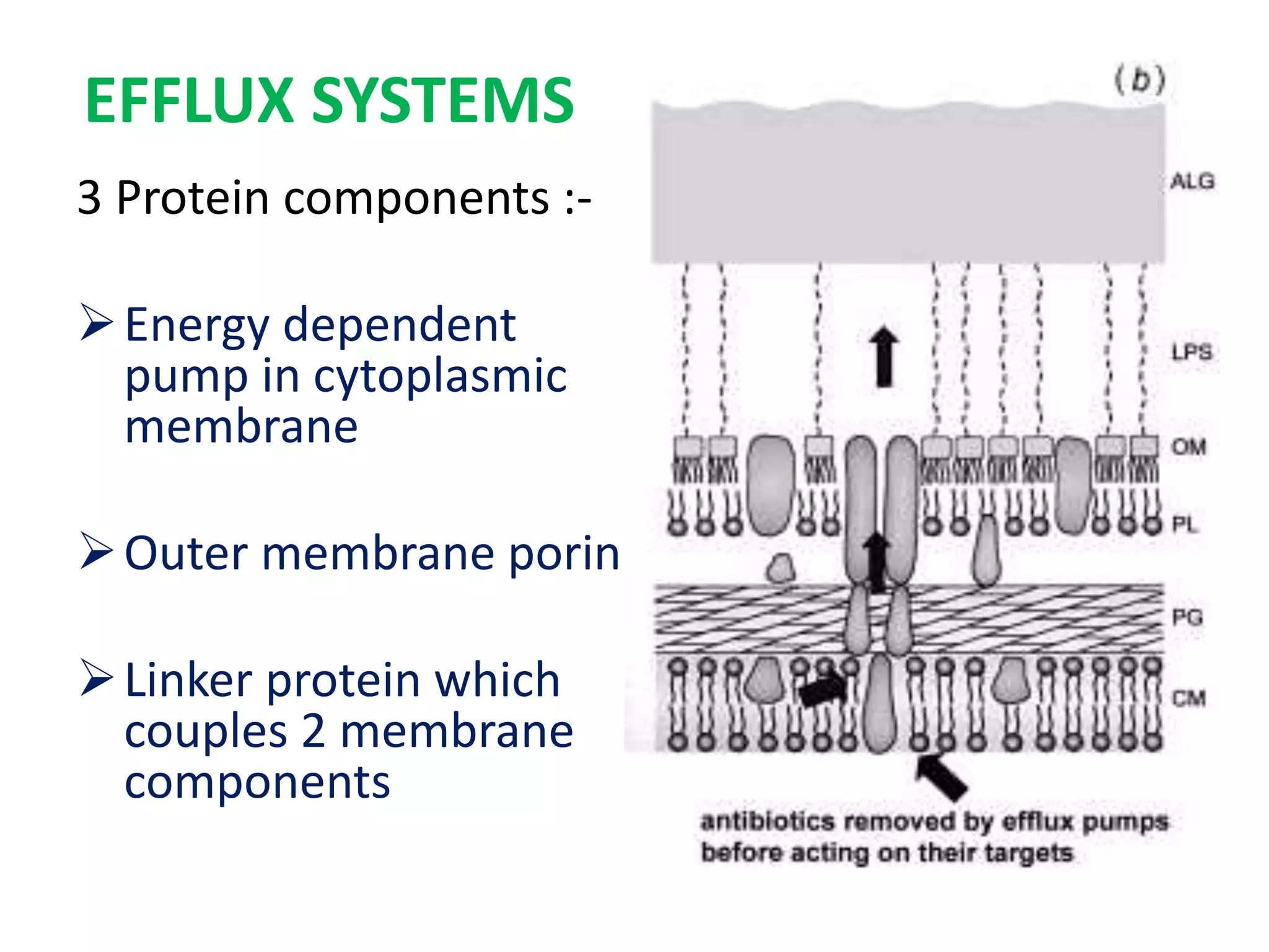 Beta lactamases.pptx