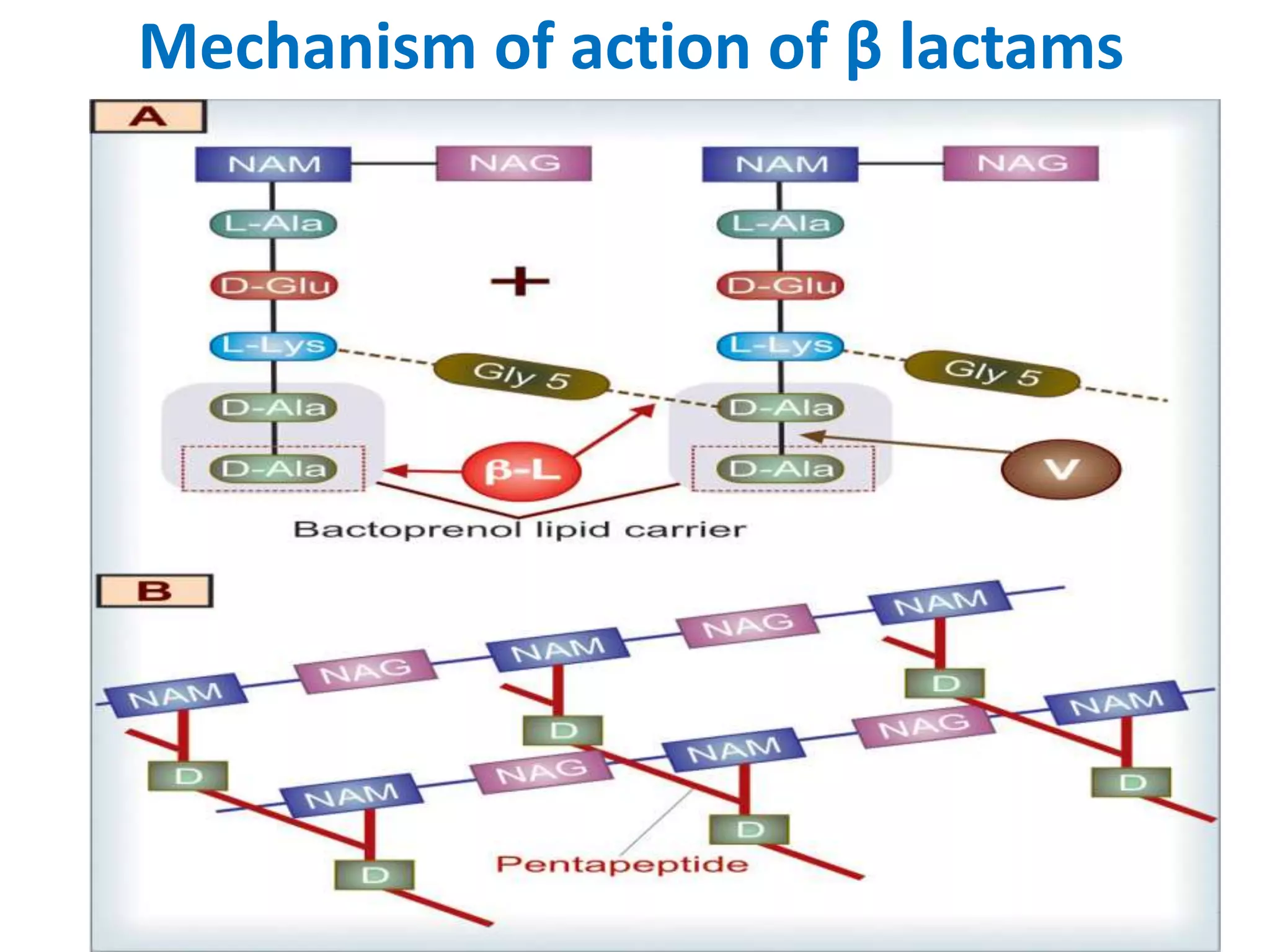 Beta lactamases.pptx