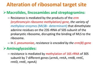 Beta lactamases.pptx