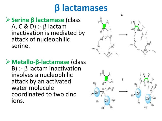 Beta lactamases.pptx