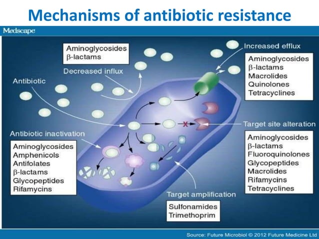Beta lactamases.pptx